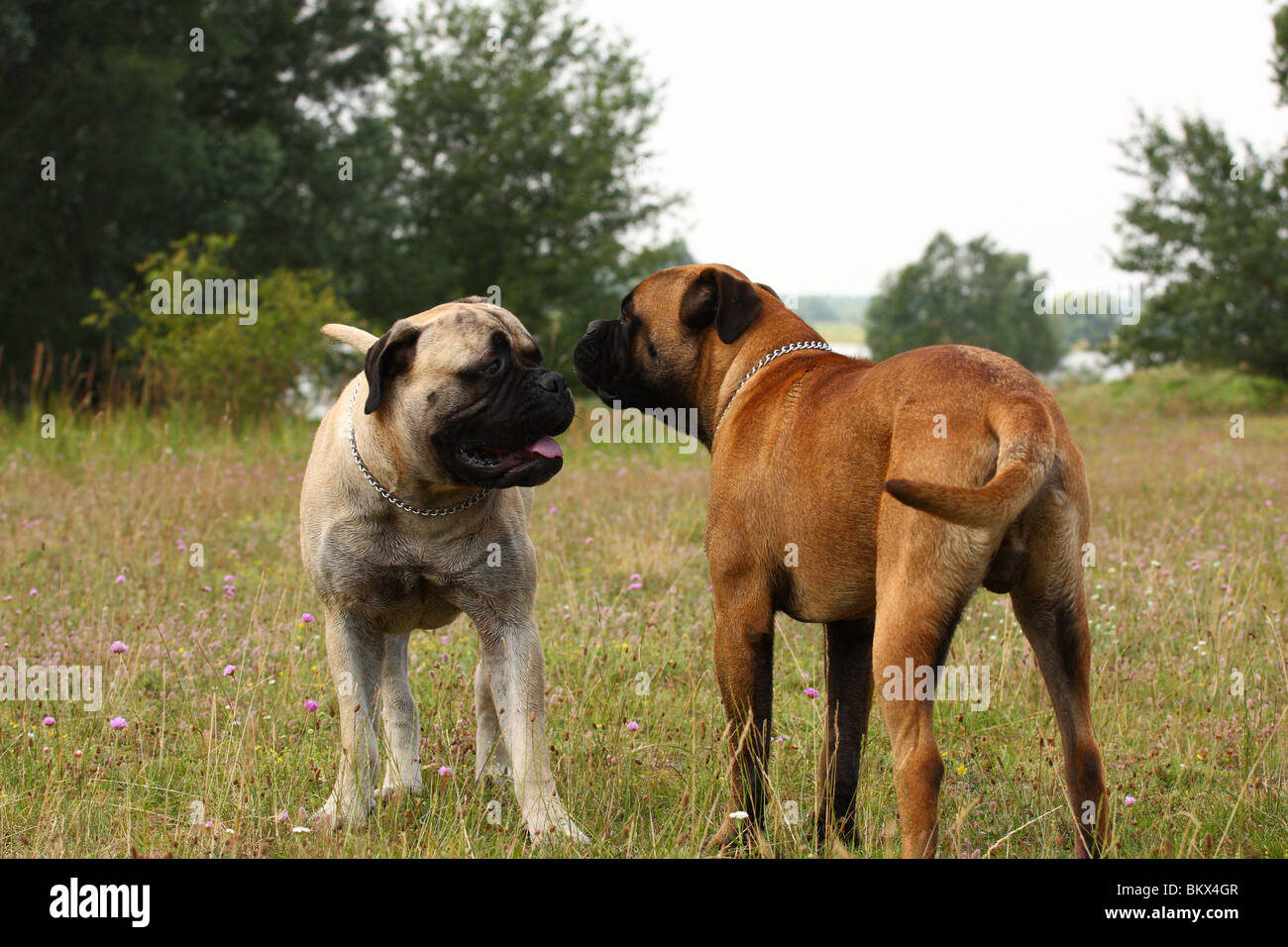 Bull mastiff rear view hi-res stock photography and images - Alamy