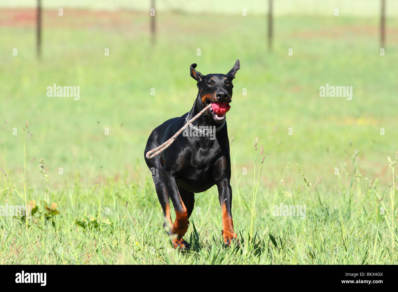 running Doberman Pinscher Stock Photo - Alamy