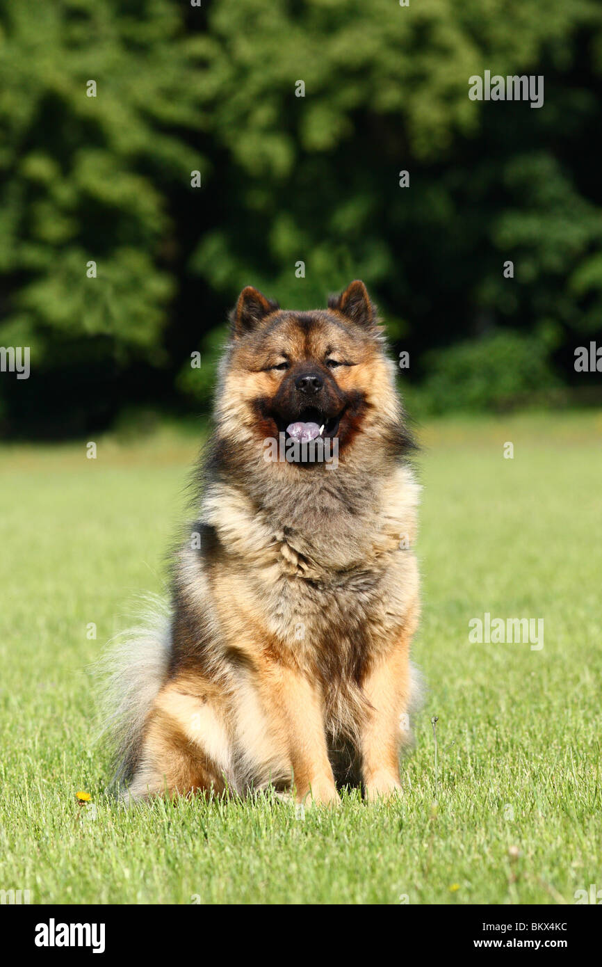 Eurasians hi-res stock photography and images - Alamy