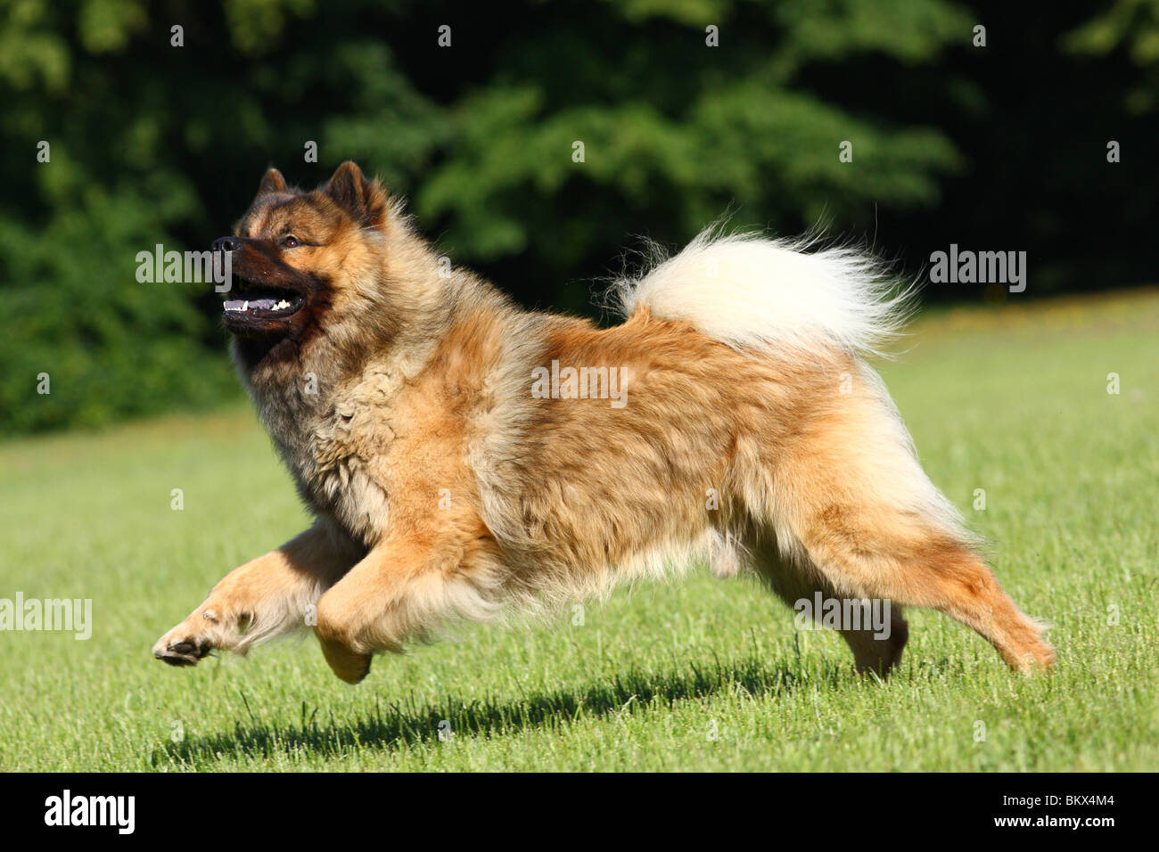 male Eurasian Dog Stock Photo - Alamy