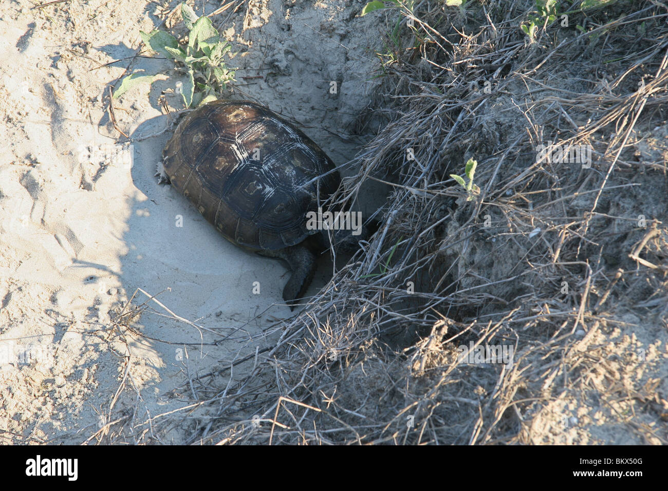 Gopher tortoise (Gopherus) walking into its burrow in a sand dune ...