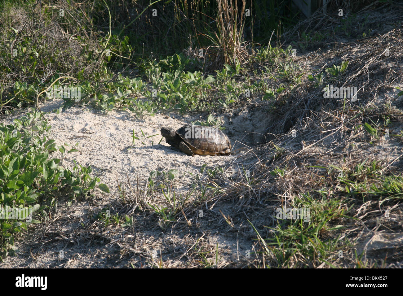 Gopher tortoise (Gopherus) sunning itself outside of burrow in a sand ...