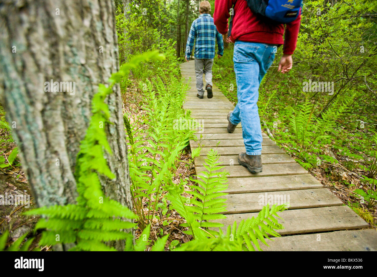 Ferns unfurl next to a boardwalk at the Willowbrook Farm Preserve in ...