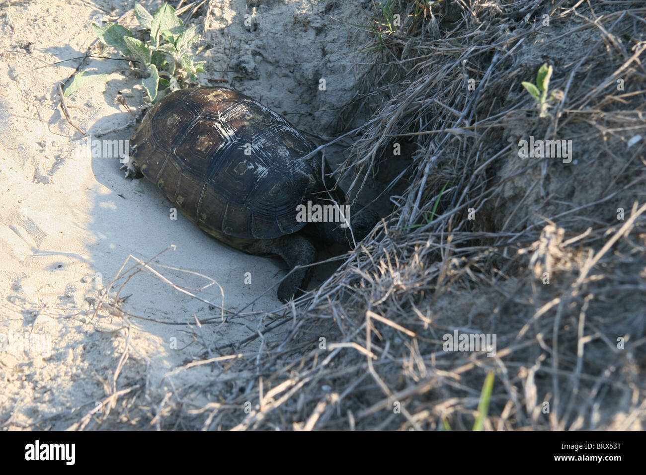 Gopher tortoise (Gopherus) walking into its burrow in a sand dune ...