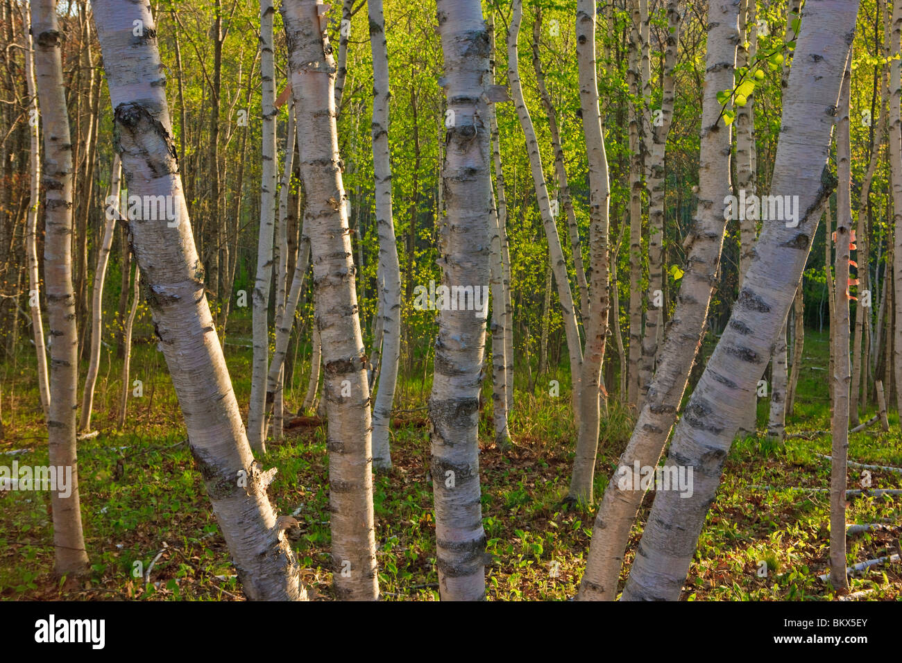 Spring in a paper birch forest on Mount Desert Island near Acadia National Park Stock Photo - Alamy