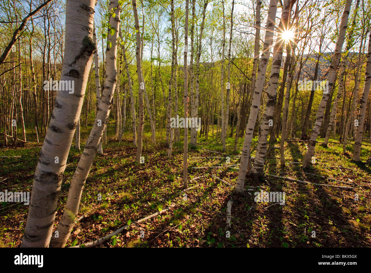 Acadia national park spring hi-res stock photography and images - Alamy