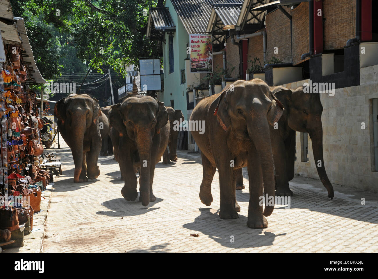 Pinnawala elephant orphanage elephants kandy hi-res stock photography ...