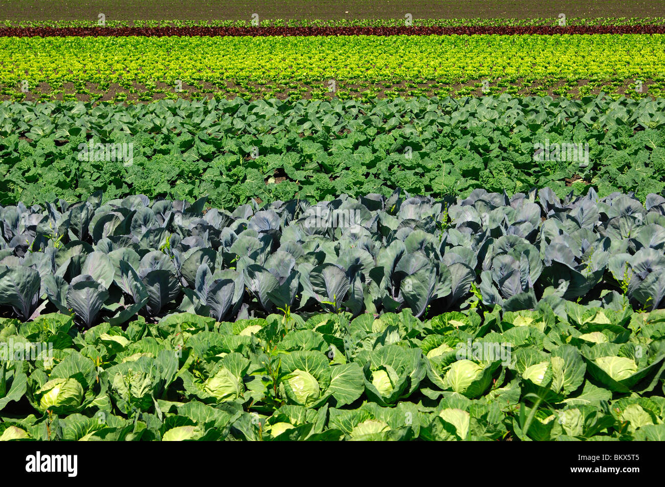 Vegetable plots with various types of cabbage, vegetable-growing area ...