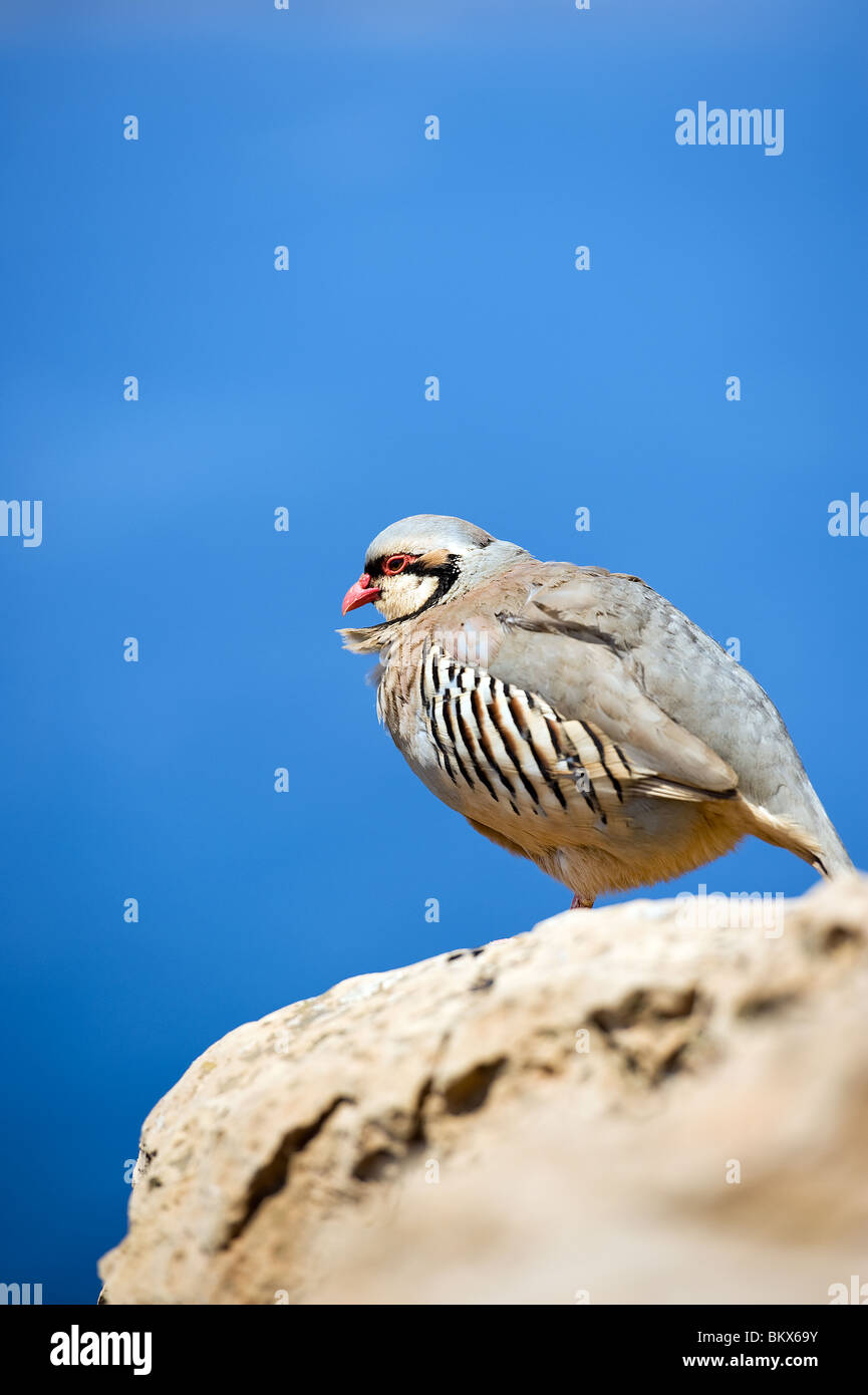Rock Partridge at Temple of Poseidon, Greece Stock Photo - Alamy