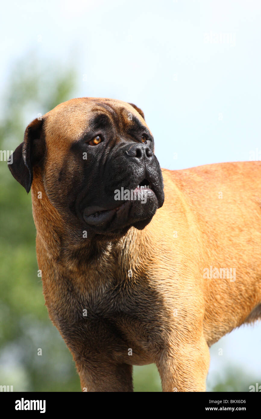 Bullmastiffs hi-res stock photography and images - Alamy