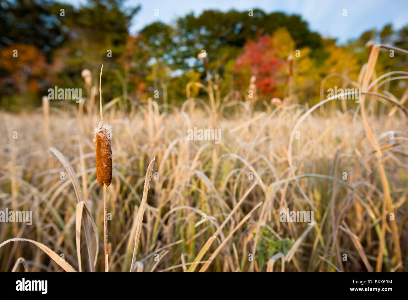 Fall foliage and cattails in a wetland on the Benjamin Farm in ...