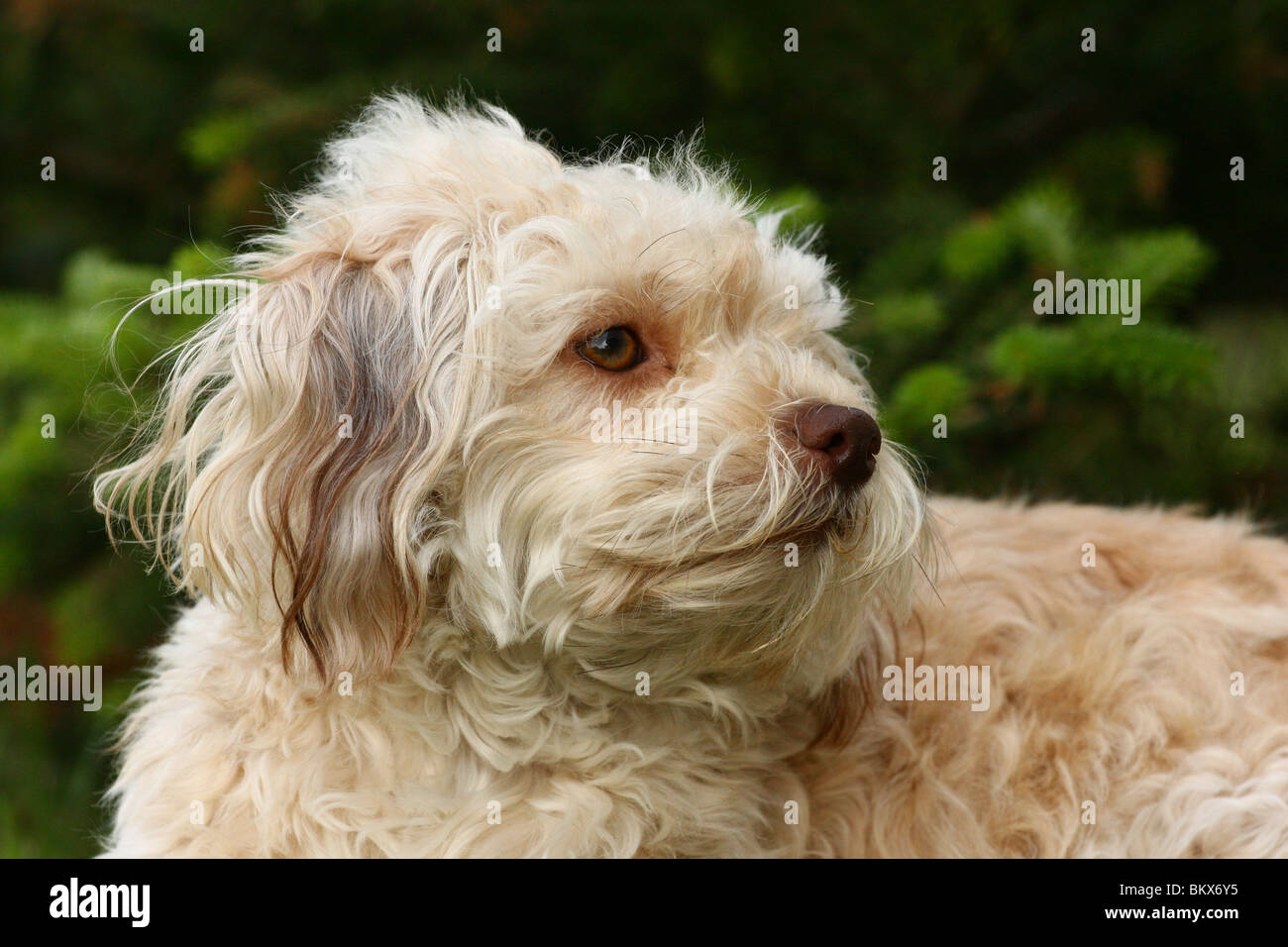 Bolonka Zwetna Portrait Stock Photo - Alamy