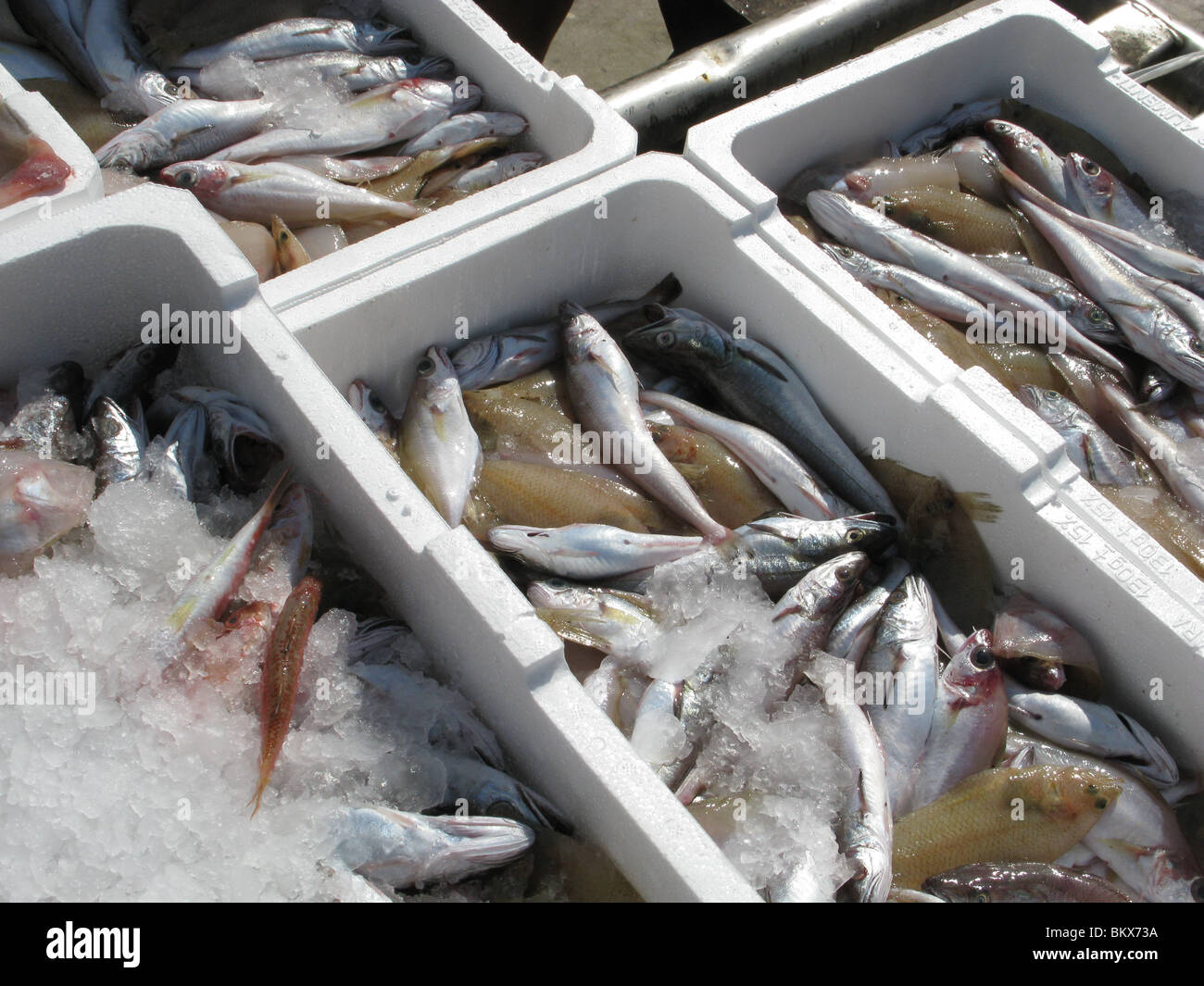 boxes full of sea fish in port dock harbour italy Stock Photo - Alamy