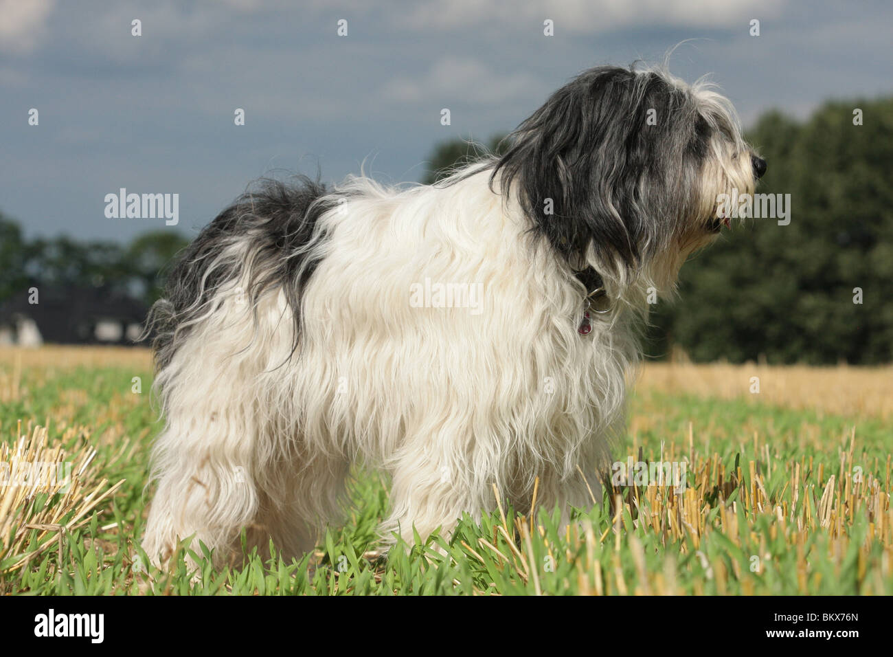 Polish lowland sheepdogs hi-res stock photography and images - Alamy
