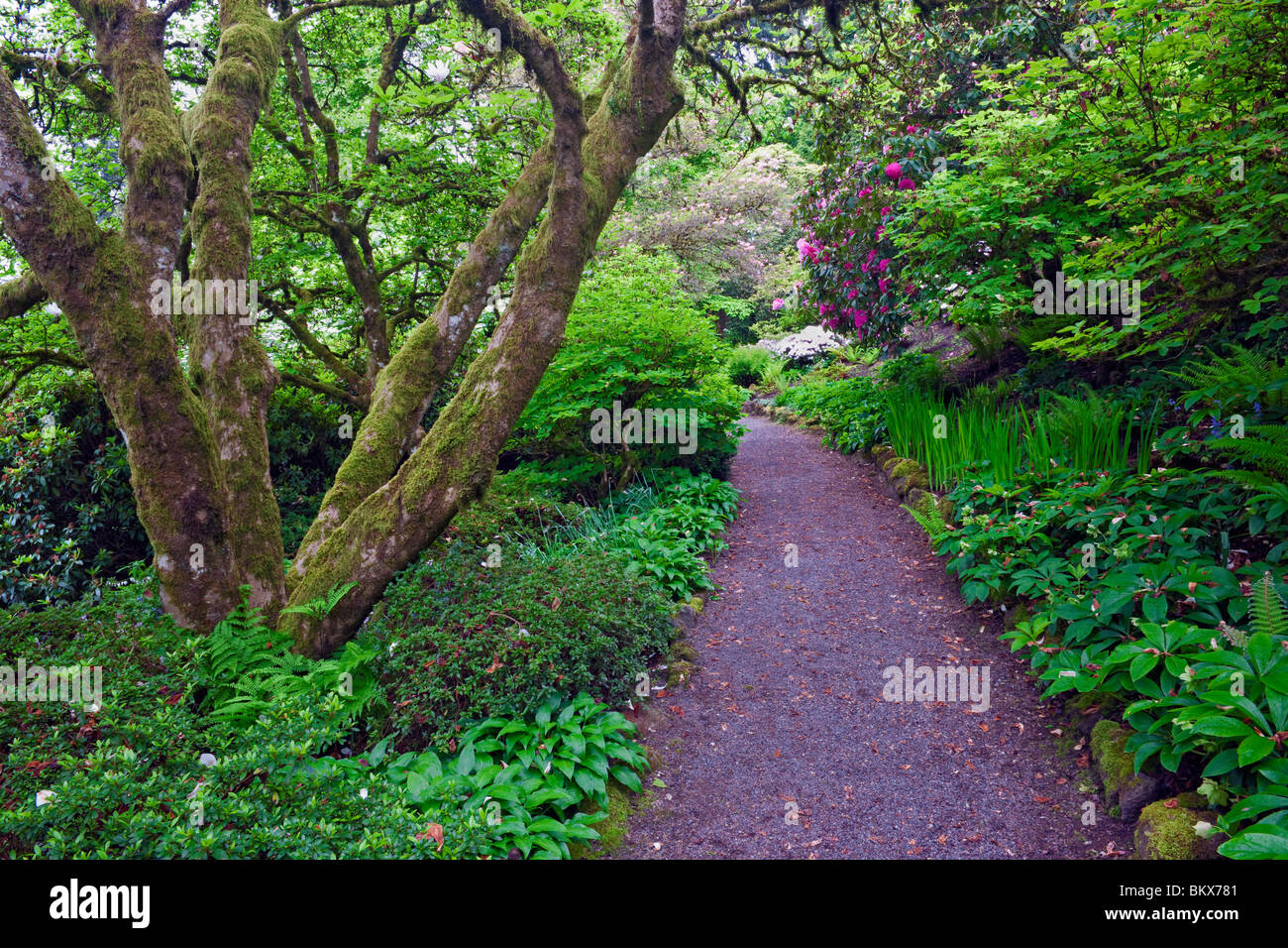 Spring path in Portland's Elk Rock Garden at The Bishop's Close Stock ...