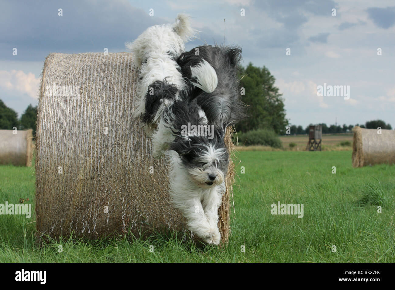 Polish Lowland Sheepdogs Stock Photo - Alamy