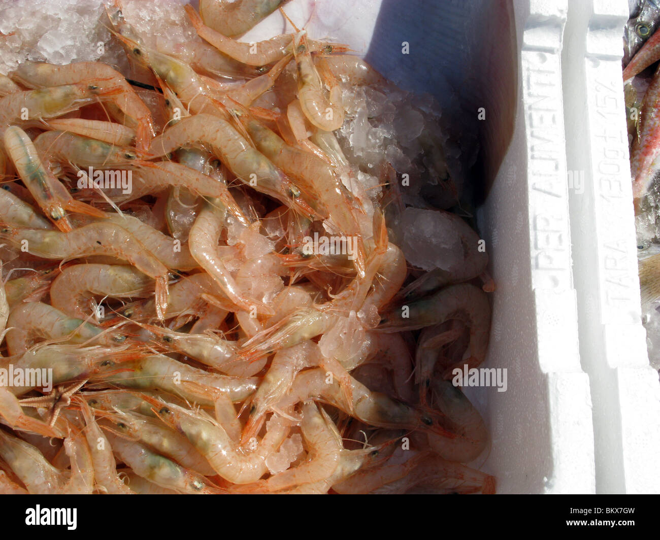 boxes full of sea fish in port dock harbour italy Stock Photo - Alamy