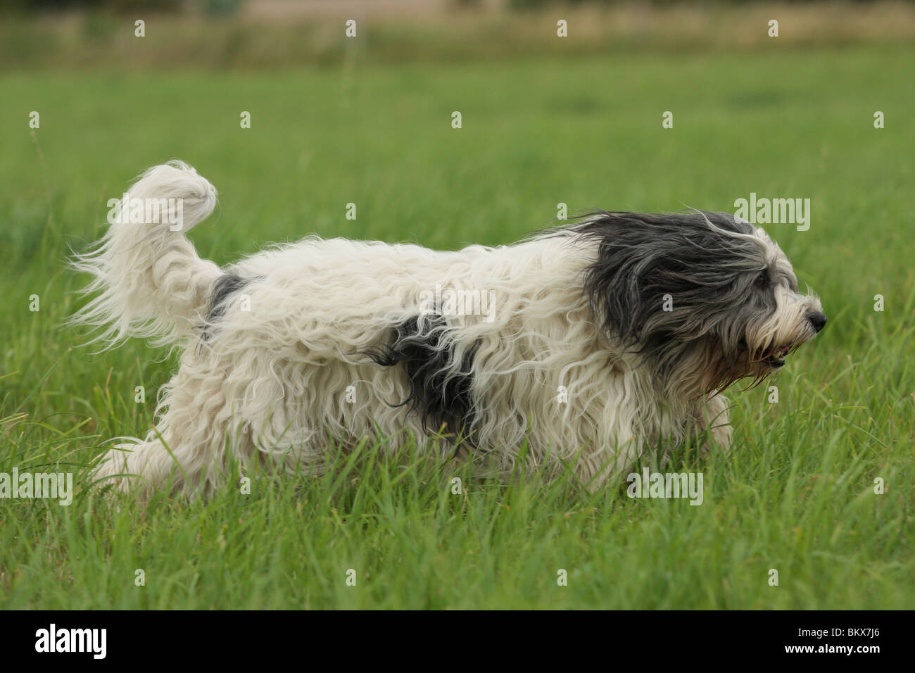 Polish Lowland Sheepdog Stock Photo - Alamy
