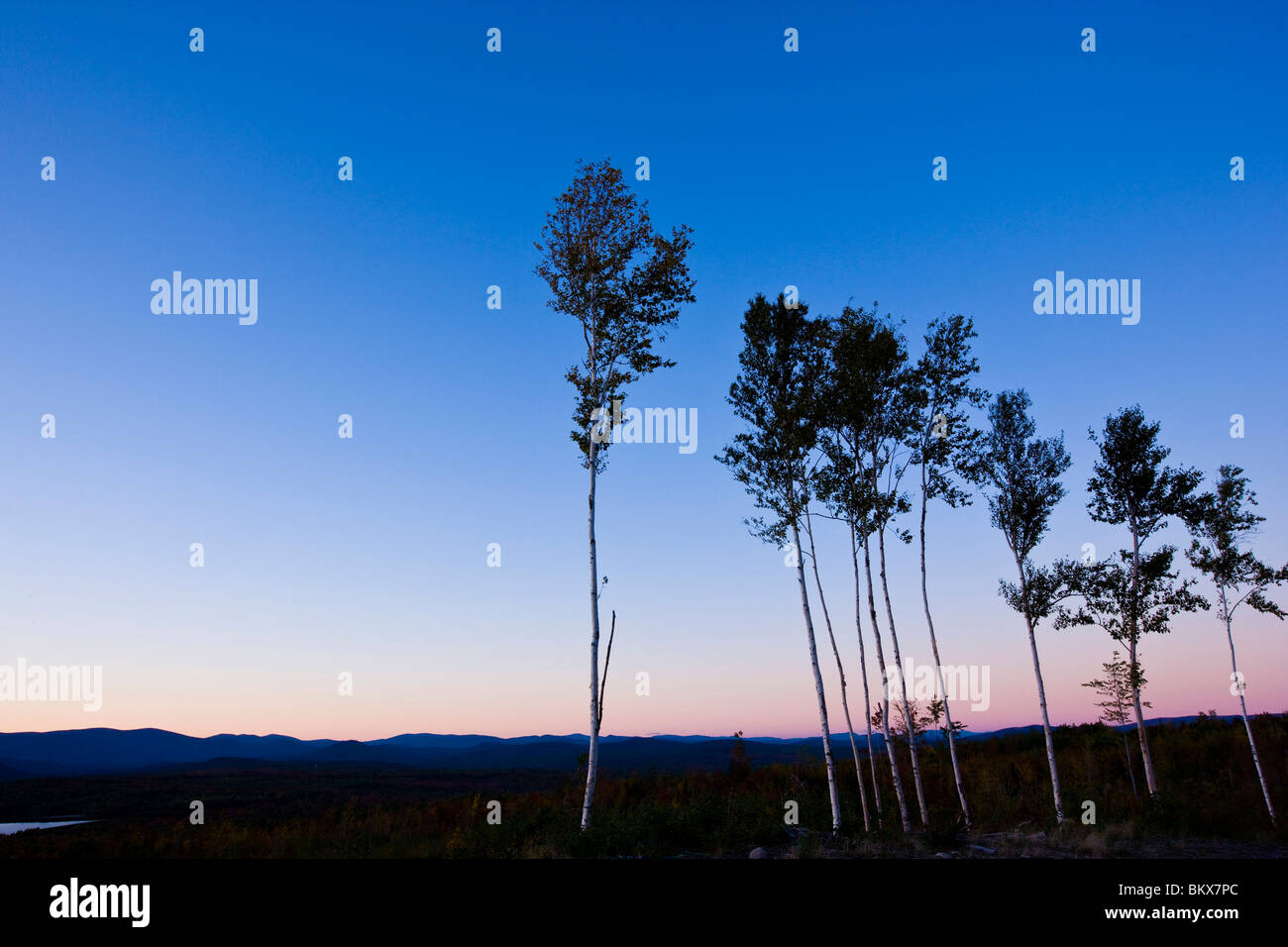 Birch trees at sunset in Jericho Mountain State Park in Berlin, New ...