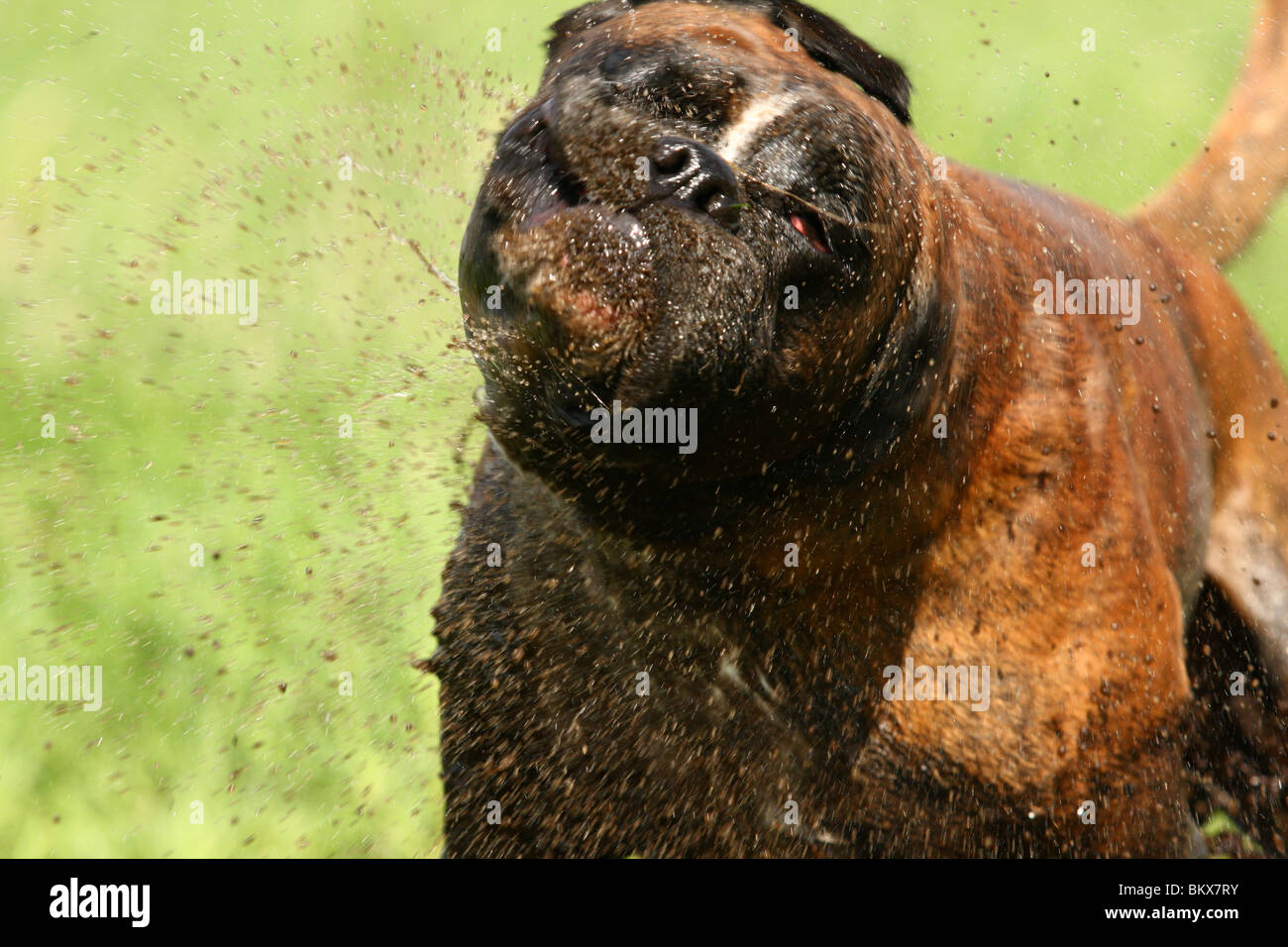 Shaking boxer hi-res stock photography and images - Alamy