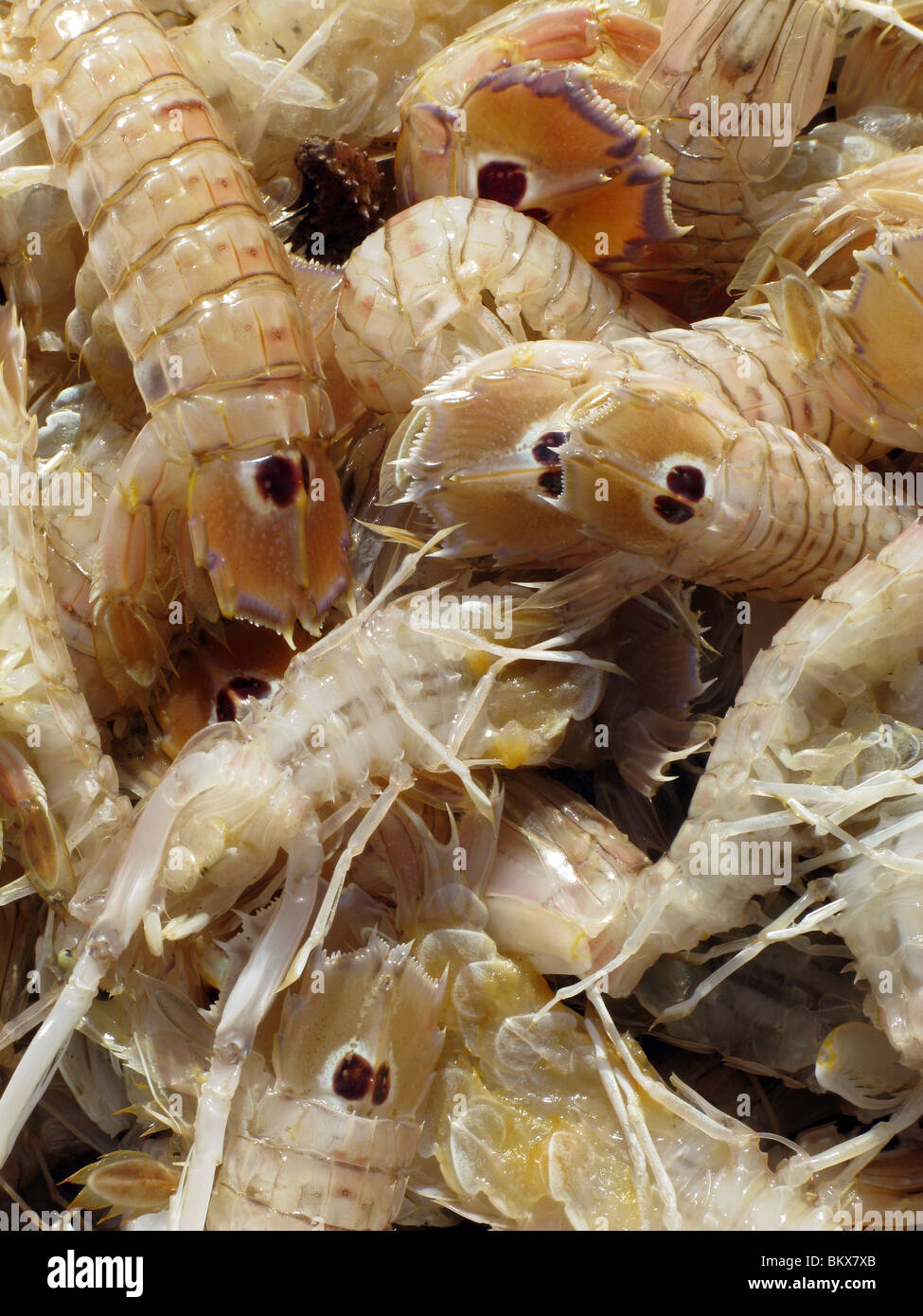 box full of sea fish produce in port dock harbour italy Stock Photo - Alamy