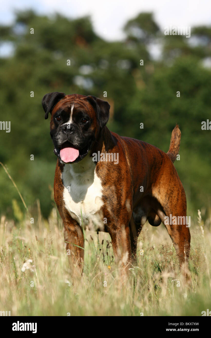 Adult boxer dog hi-res stock photography and images - Alamy