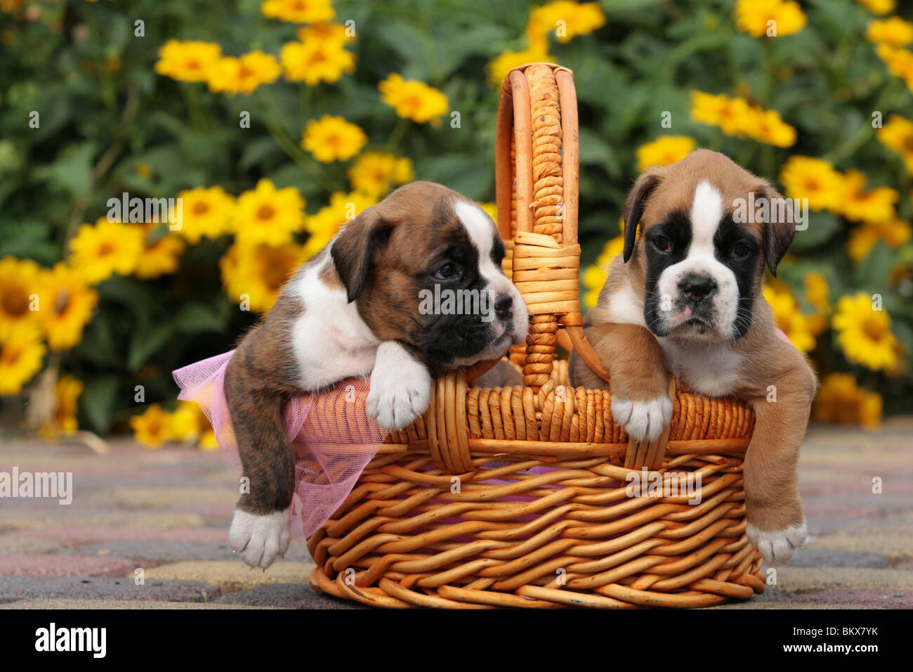 Boxer puppy basket hi-res stock photography and images - Alamy