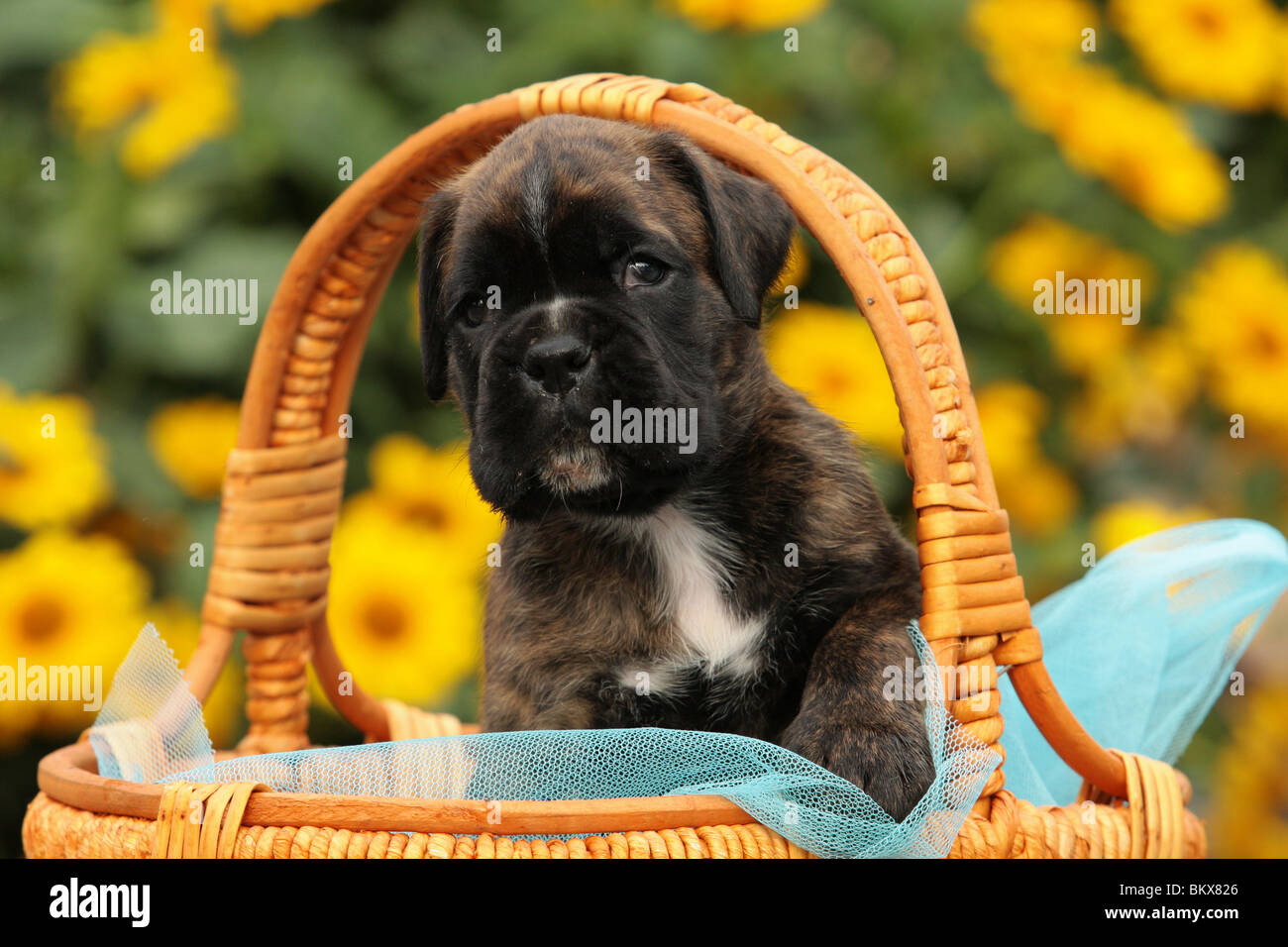 Puppy dog basket boxer hi-res stock photography and images - Alamy
