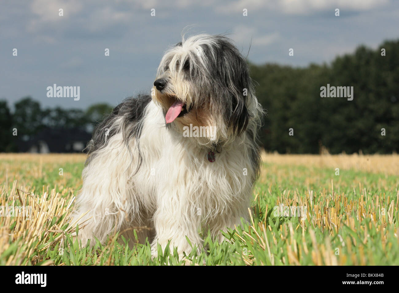 Polish lowland sheepdogs hi-res stock photography and images - Alamy