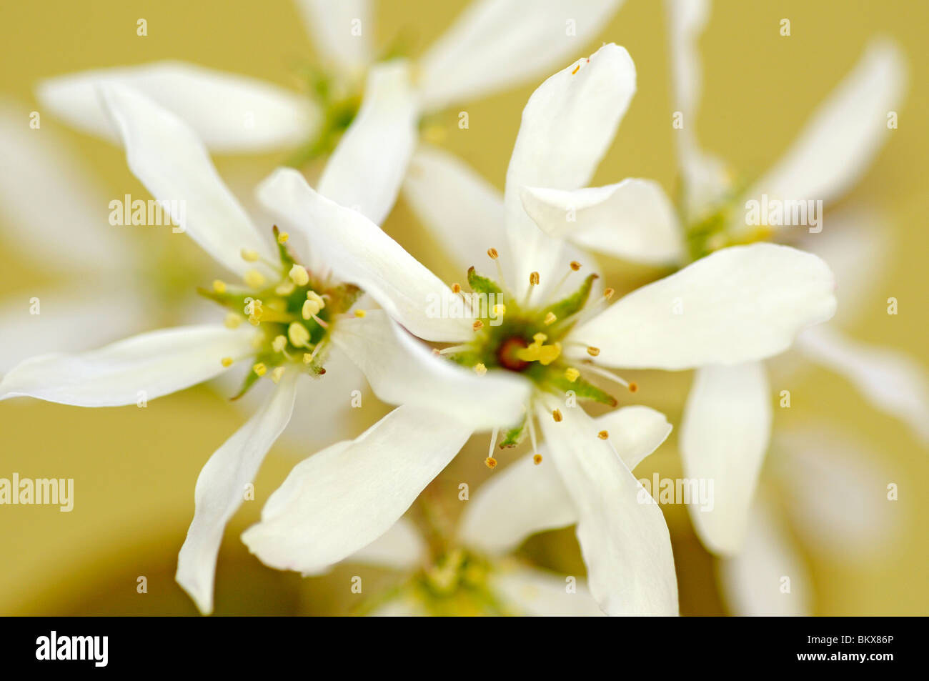 Flowering Tree Blossom Stock Photo - Alamy