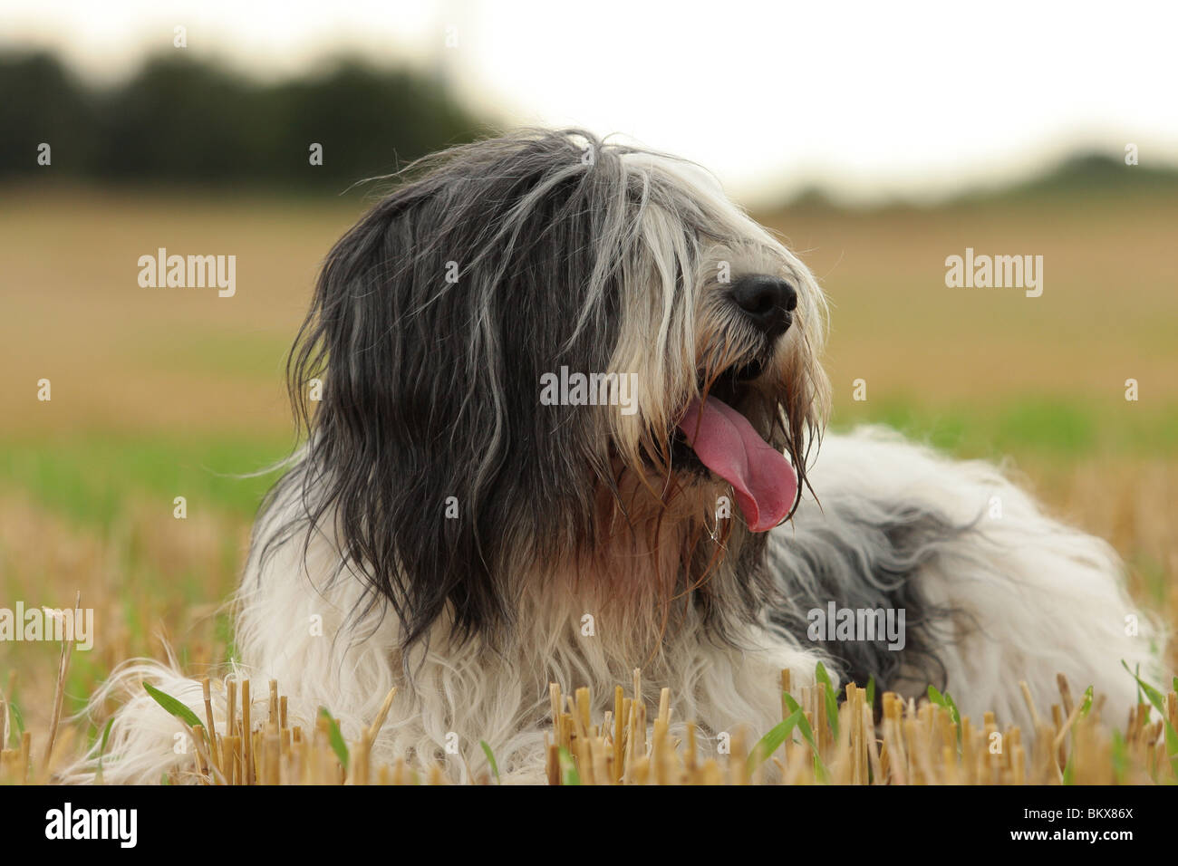 Polish Lowland Sheepdog Stock Photo - Alamy