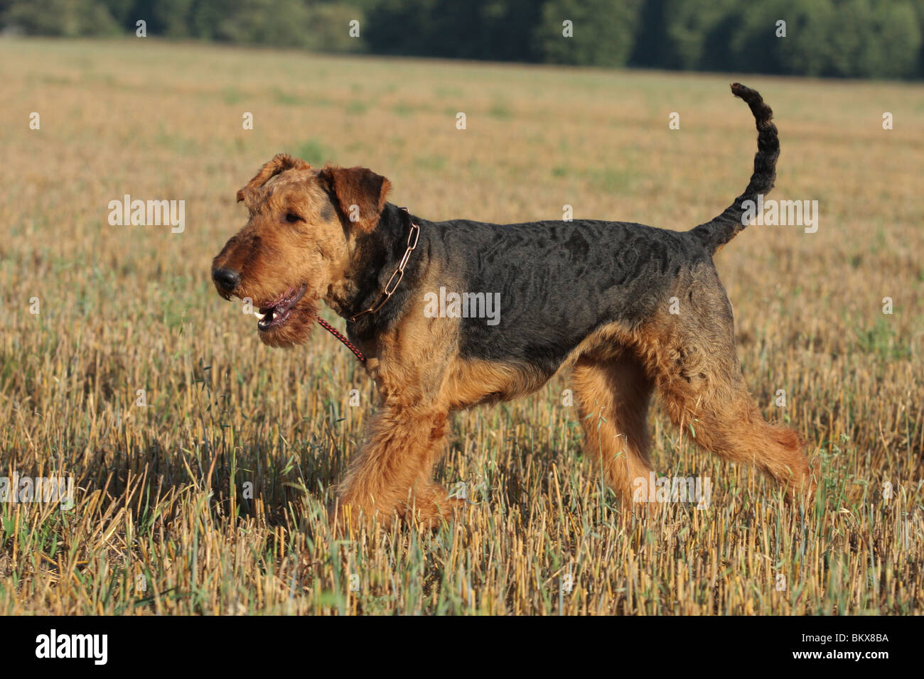 Airedale terrier walking hi-res stock photography and images - Alamy