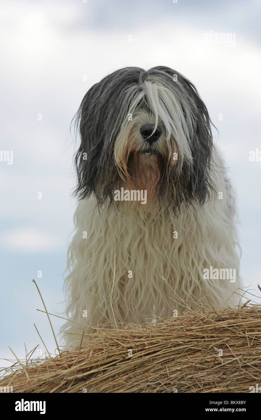 Polish Lowland Sheepdog Stock Photo - Alamy