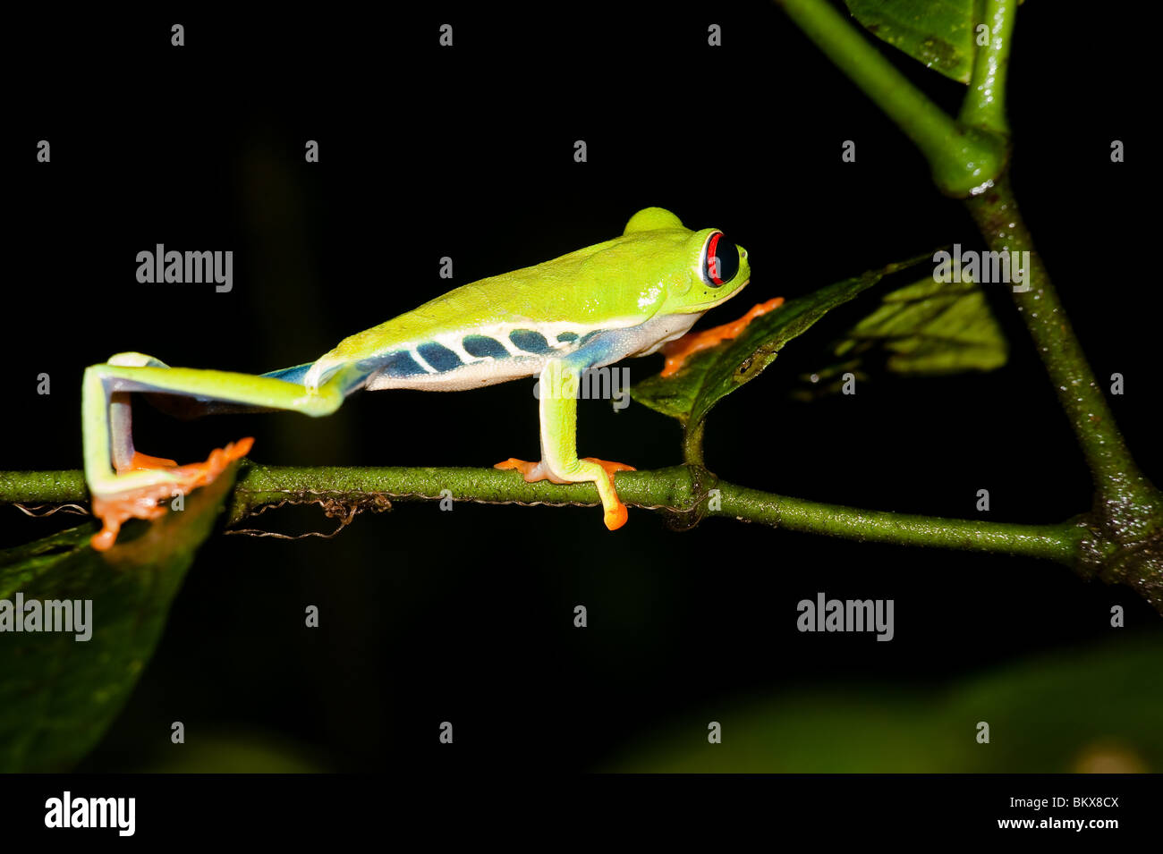 Red eyed tree frog in the wide in a Costa Rican rain forest Stock Photo ...