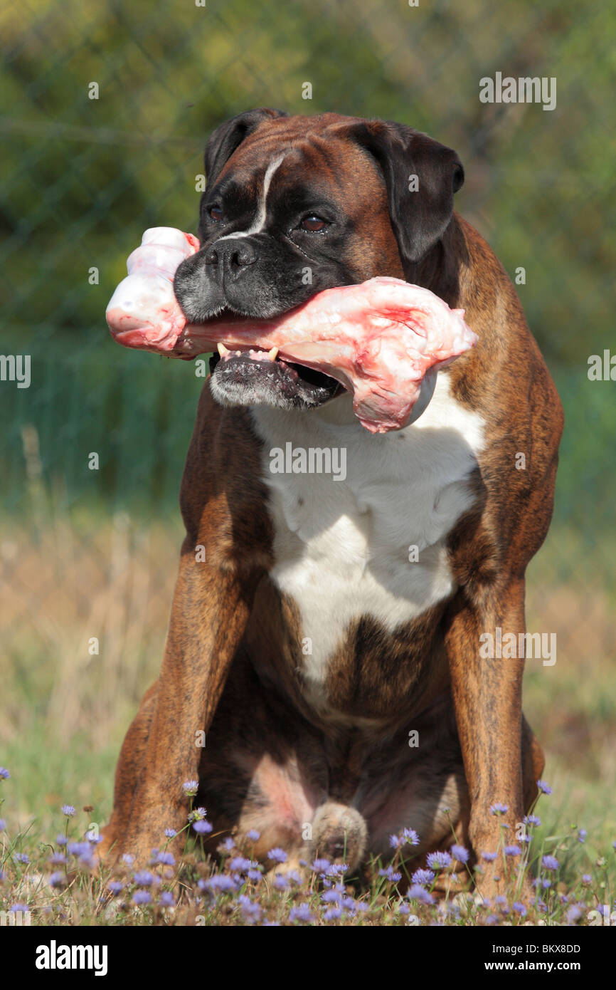 German Boxer with bone Stock Photo - Alamy
