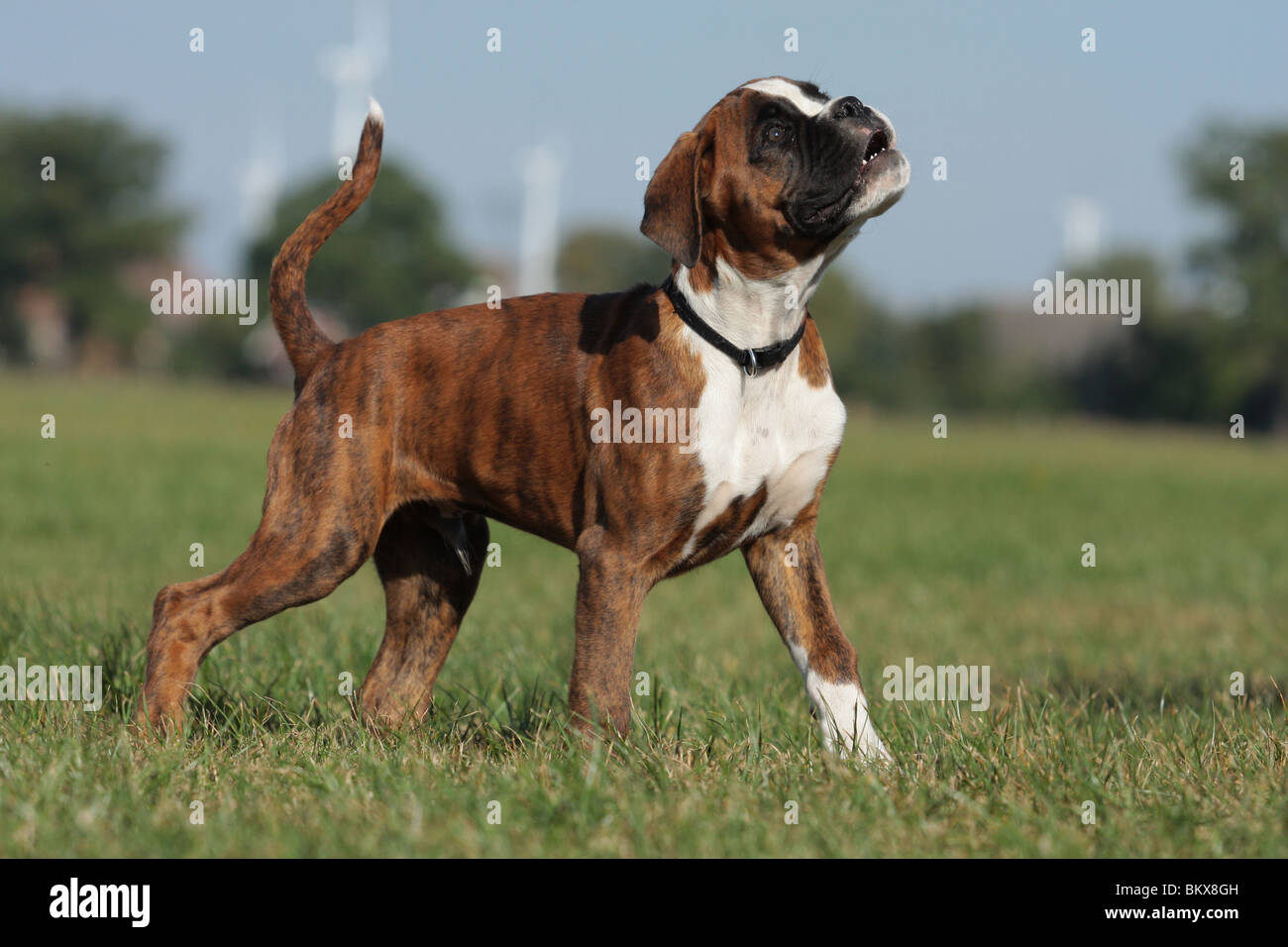 German Boxer Puppy Stock Photo - Alamy