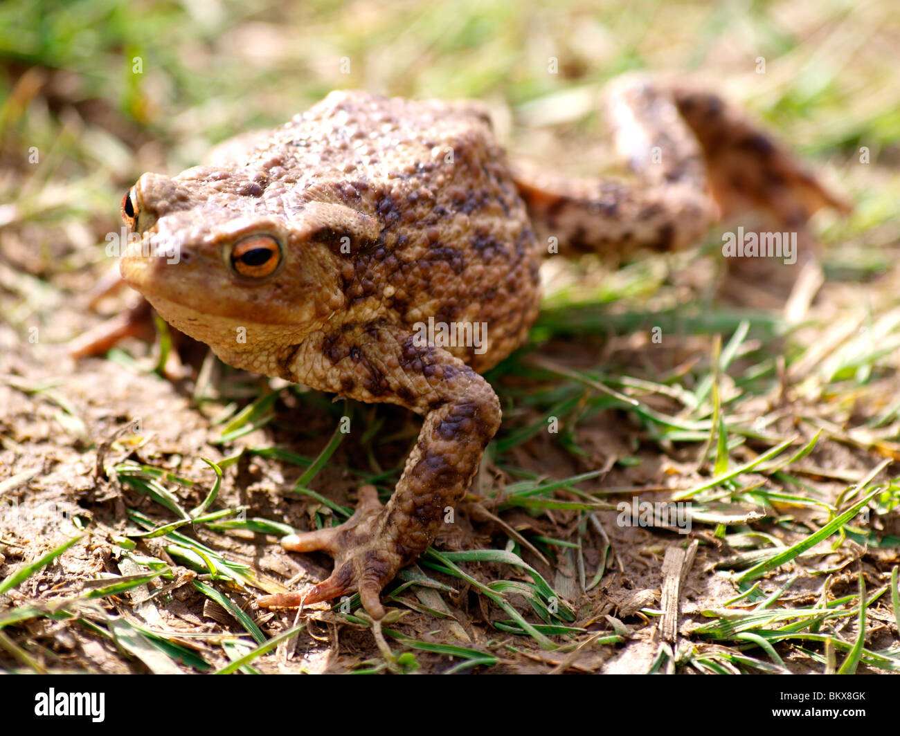 Common toad uk close hi-res stock photography and images - Alamy