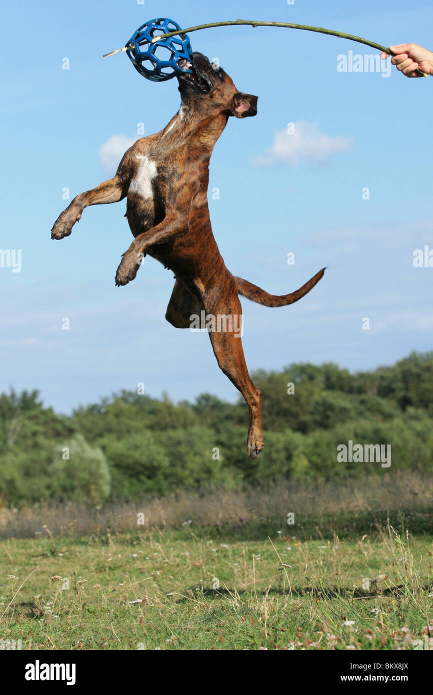 jumping German Boxer Stock Photo - Alamy
