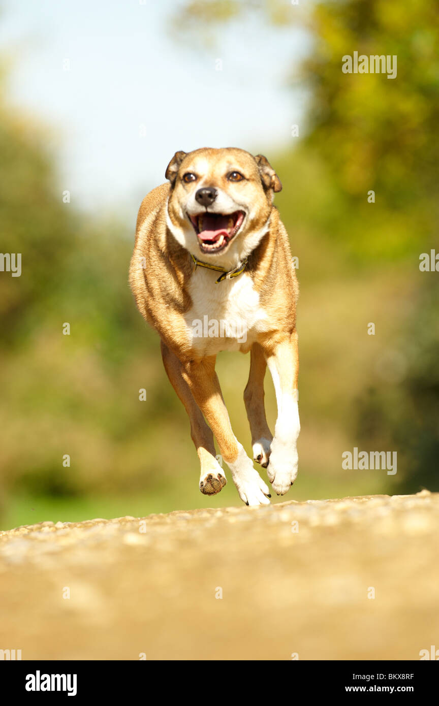 Dog Running in Park Stock Photo - Alamy