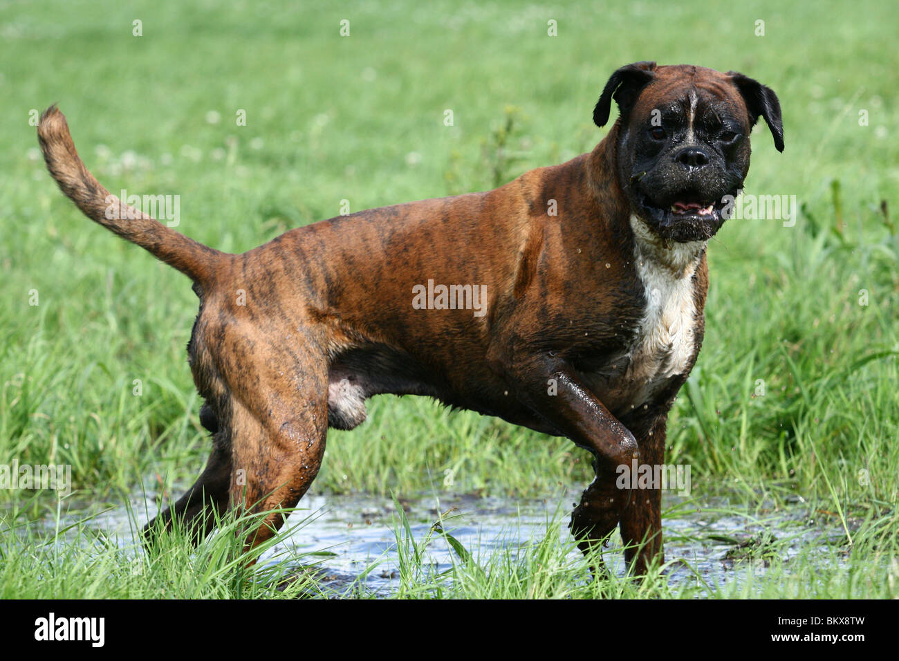 Dirty boxer hi-res stock photography and images - Alamy