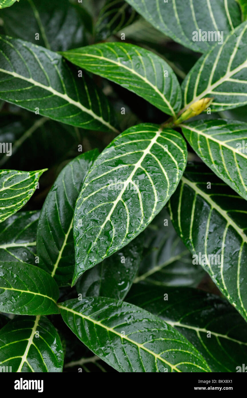 Sanchezia Nobilis High Resolution Stock Photography and Images - Alamy