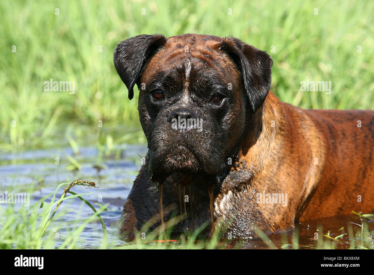 Dirty boxer hi-res stock photography and images - Alamy