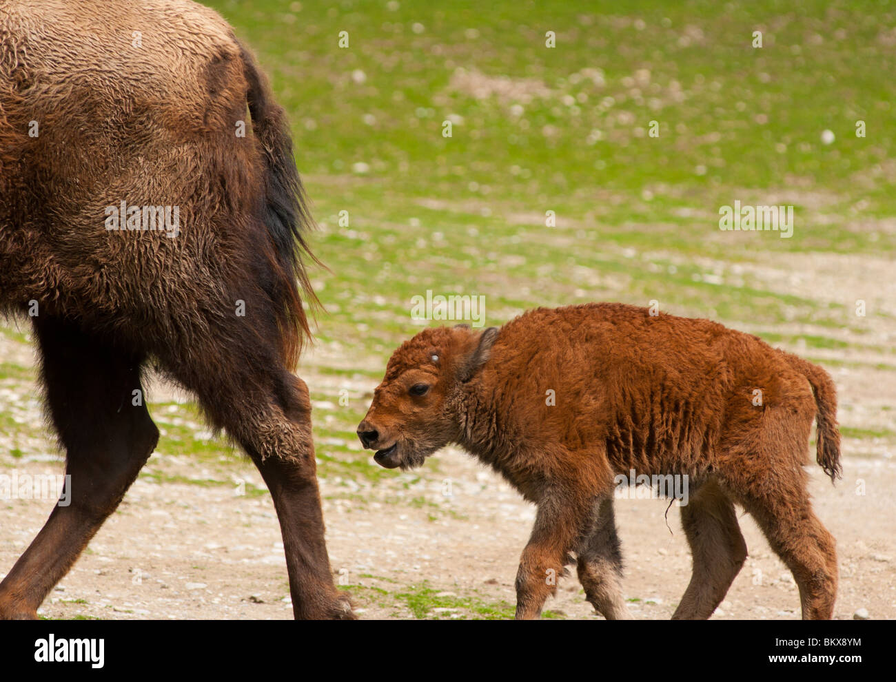 Side view bison american buffalo hi-res stock photography and images ...