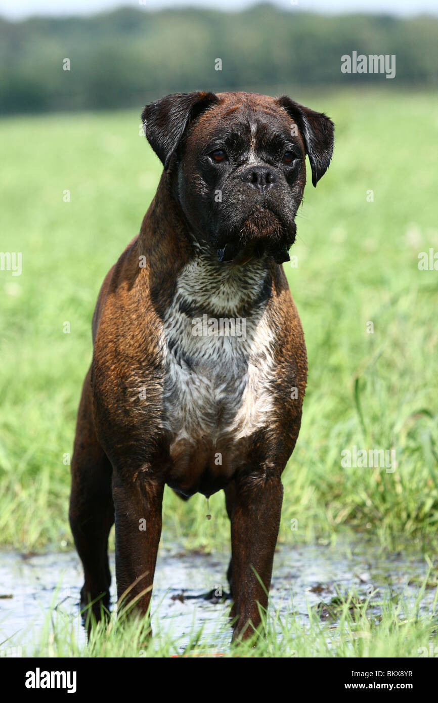 Dirty boxer hi-res stock photography and images - Alamy