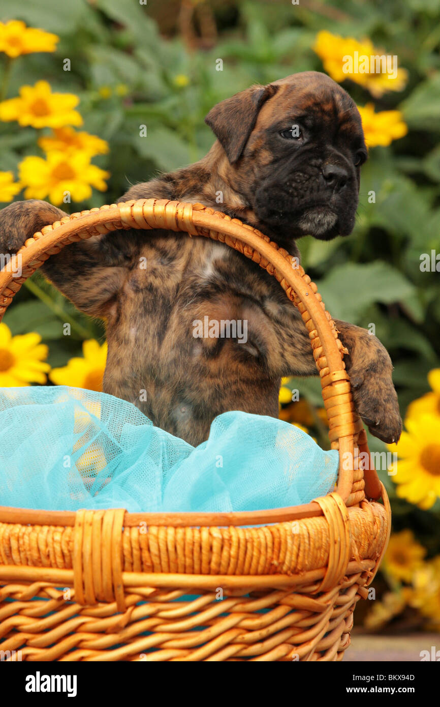 Boxer puppy garden hi-res stock photography and images - Alamy