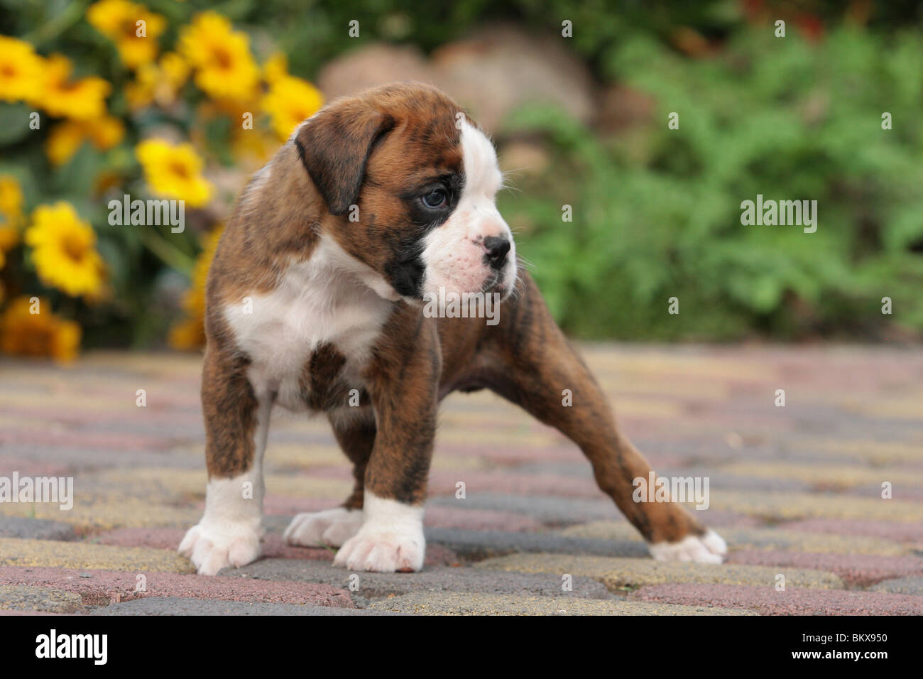 Boxer puppy garden hi-res stock photography and images - Alamy