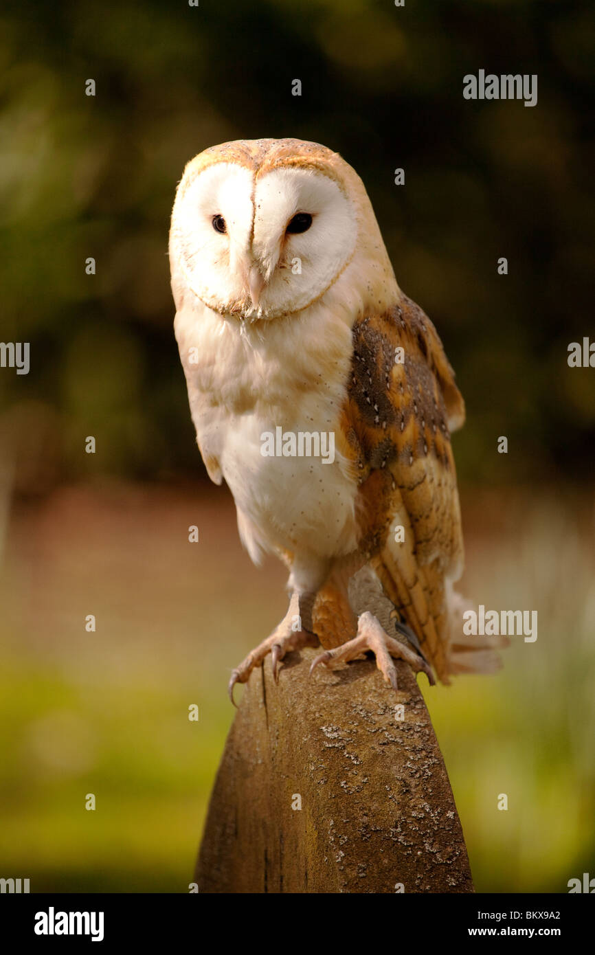 A Barn Owl sitting on a grave stone Stock Photo - Alamy