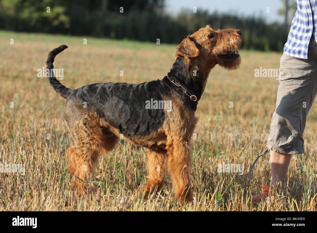 Airedale terrier walking hi-res stock photography and images - Alamy
