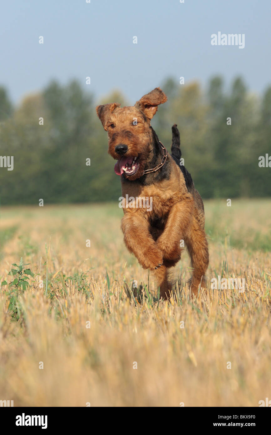 Airedale terrier hi-res stock photography and images - Alamy