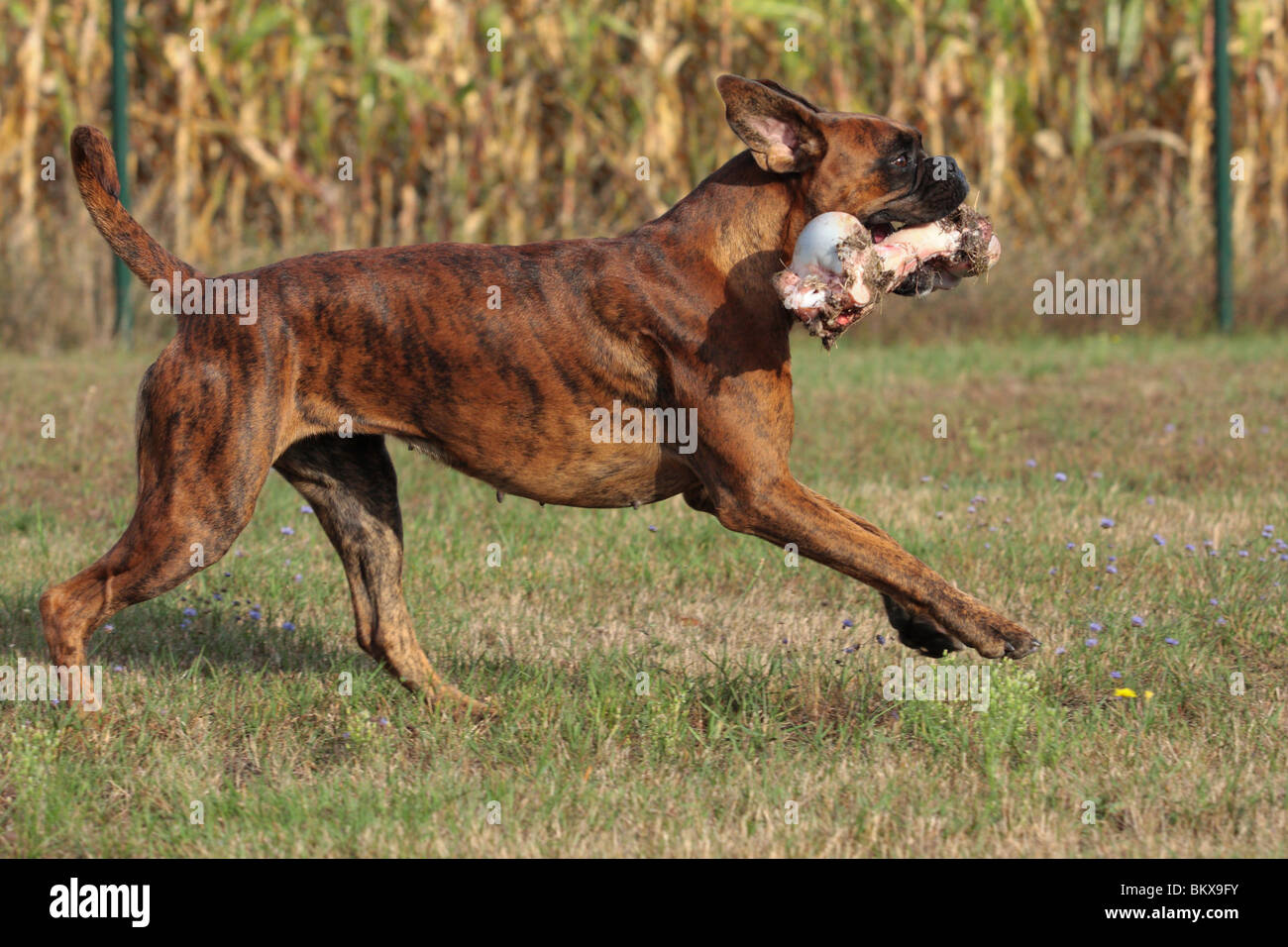 German Boxer with bone Stock Photo - Alamy